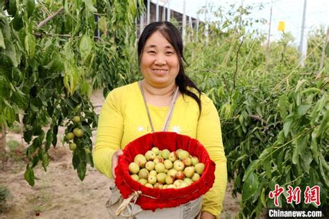 新疆阿拉尔市冬枣抢“鲜”上市 极目新闻
