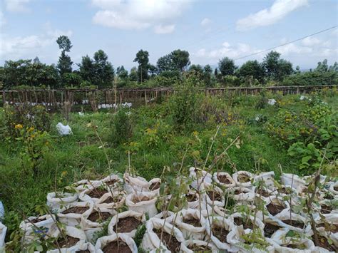 Ecosystem Restoration A Positive Approach To Sustainability Challenges