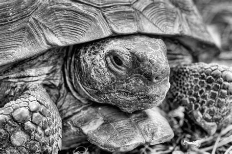 The Endangered Gopher Tortoise Photograph By Jc Findley Fine Art America