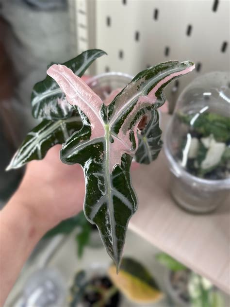 Alocasia Nobilis Pink China Corm Furniture And Home Living Gardening
