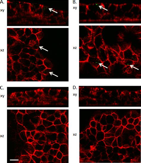 Examination Of Virus Entry Into Cultured Mouse Cholangiocytes Mouse