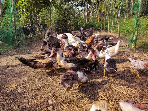 Bentahan Ng Pabo Gansa Bibe Atbp Ptp Admins Thank You Po 🙏