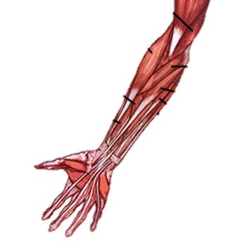 Anterior Forearm Muscles Diagram Quizlet