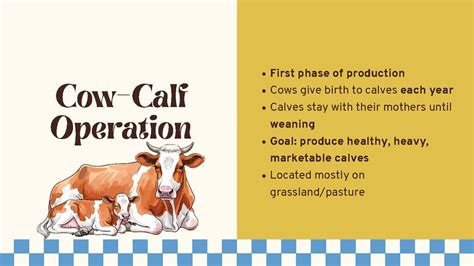 Beef Cattle Production By Kennedy Box Tpt