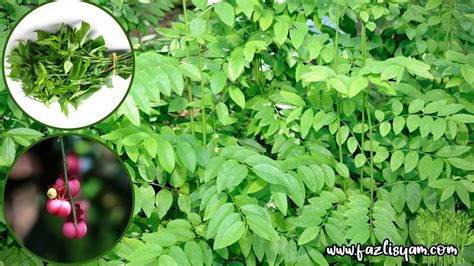 Pembiakan Dan Penanaman Pucuk Manis Segalanya Tentang Tumbuhan