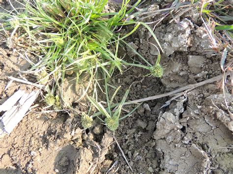 Cyperus Michelianus Subsp Pygmaeus Eflora Of India