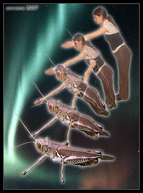 Grasshopper Morph By Aizxana On Deviantart