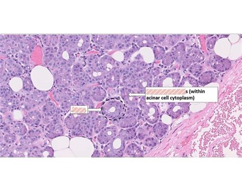 Acini And Tear Secretion Quiz