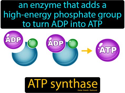Unlocking The Power Of Atp Synthase