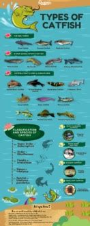 17 Different Types Of Catfish Pictures Facts And Guide