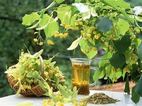 Цветки липы как лекарство: от каких болезней помогают
