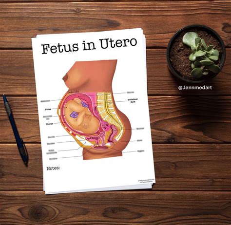 Fetus In Utero Anatomy Worksheet Single Filled Digital Download Human