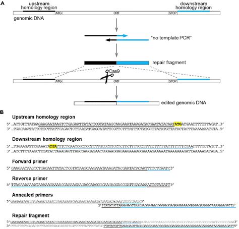 Figure 1 From A User Friendly And Streamlined Protocol For Crispr Cas9 Genome Editing In Budding