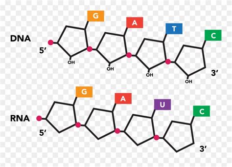 Nucleotide