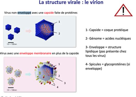 Virologie Générale Chapitre 1 Structure Et Classification Des Virus
