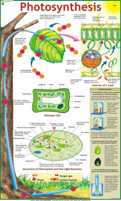 Photosynthesis Chart Vidya Chitr Prakashan Vcp