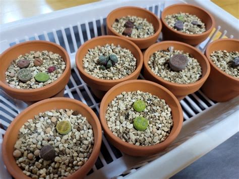 리톱스 파종 15일차 발아 성공 그 뒷이야기 네이버 블로그