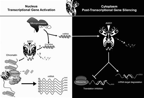 Transactivator A New Face Of Arabidopsis Ago1 Developmental Cell