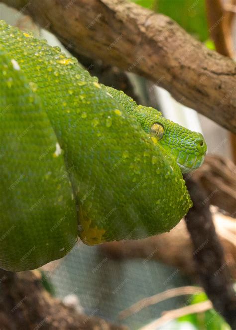 Premium Photo Green Python On Tree In Tropical Jungle