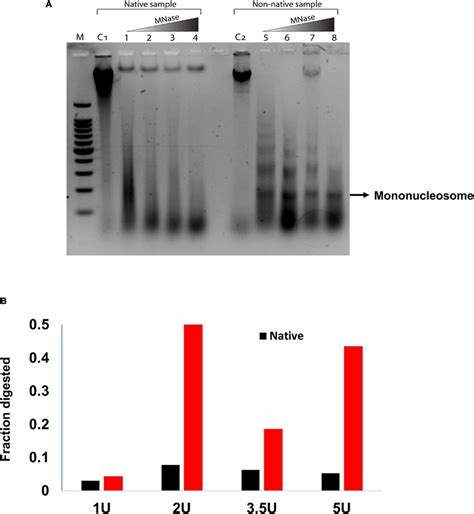 Mnase Digestion Assay In The Native North America And Non Native