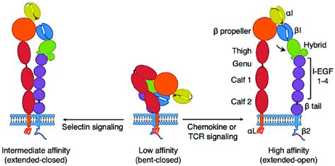 Distinct Lfa 1 Conformations And Affinities In T Cells The