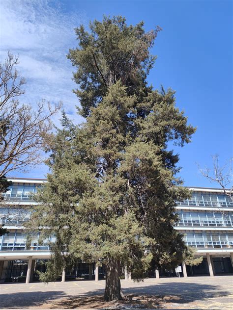 Árboles Nativos De La Ciudad De México Su Importancia Ecológica