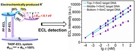 Electrochemiluminescence Of Polymer Dots Featuring Thermally Activated Delayed Fluorescence For