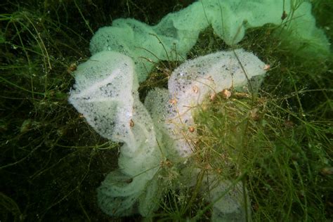 Flickriver Most Interesting Photos Tagged With Fischlaich