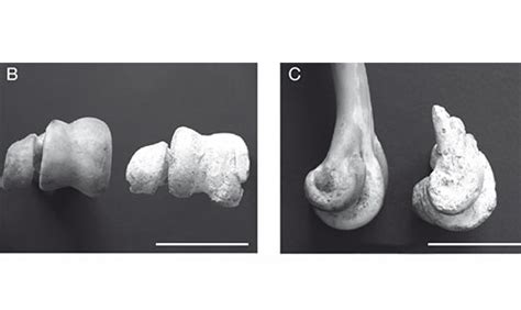 First Record Of Ostriches Aves Struthioniformes Struthionidae From