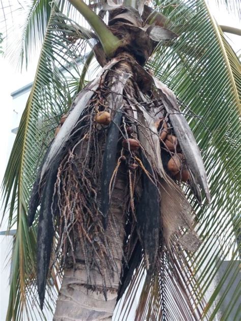 Coconut Tree Disease Object Detection Dataset By Phanidhar Reddy