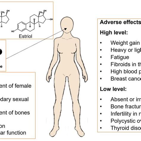 Types Of Estrogen And Role Of Estradiol Download Scientific Diagram
