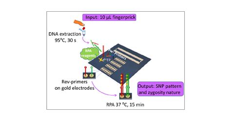 Fast Multiplex Real Time Pcr Assay For Simultaneous 59 Off