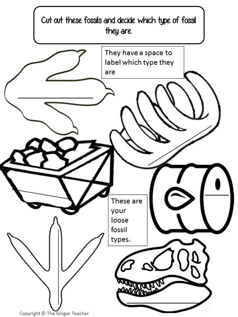 Understanding Fossils Complete Lesson Teaching Resources Etsy