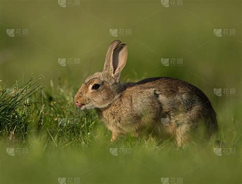 野生兔子吃草