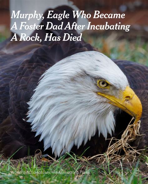 The New York Times Murphy The Beloved Bald Eagle Who Became A Real