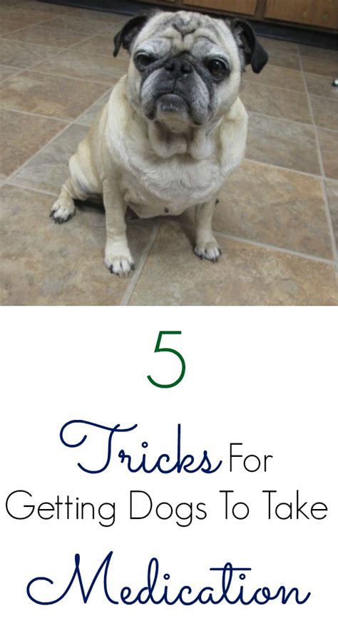 Tricks For Getting Dogs To Take Medication Emily Reviews