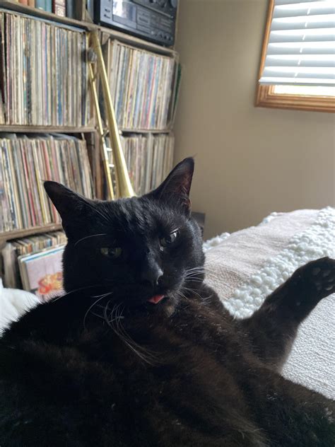 Toothless Blep Rcatsnamedtoothless