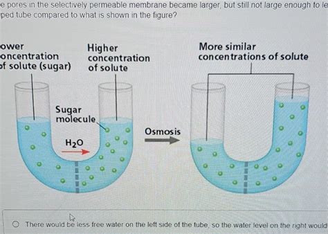 E Pores In The Selectively Permeable Membrane Became