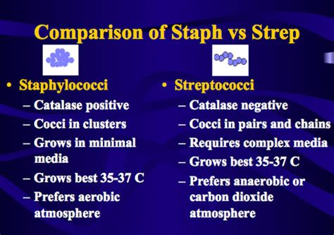 Streptococcus Flashcards Quizlet