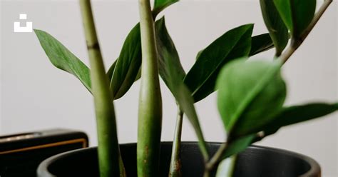 녹색 잎이있는 화분 사진 Unsplash의 무료 식물 이미지