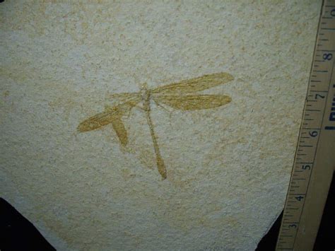 Fossilized Dragonfly In Matrix 021124j The Stones And Bones Collection