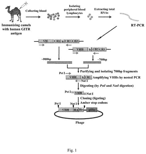 Miniaturized Antibody Of Anti Glucocorticoid Induced Tumor Necrosis