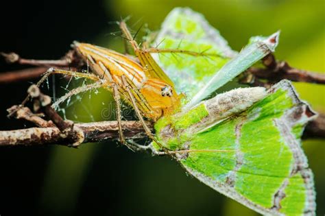 Lynx Spider Capturing Green Moth On Branch Stock Image Image Of Prey