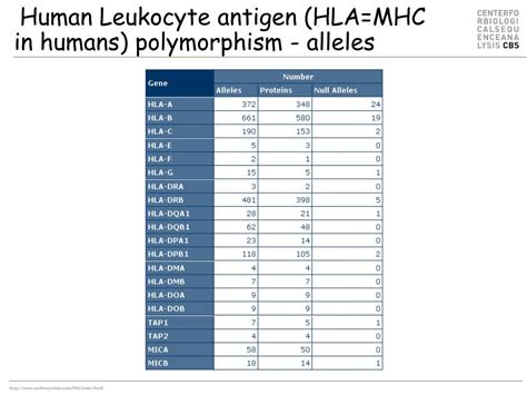 Ppt Mhc Polymorphism Powerpoint Presentation Free Download Id 1277416