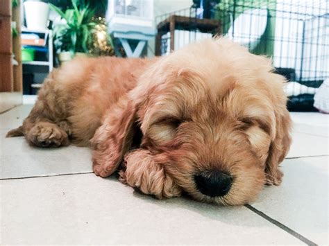 Apricot Cockapoo Dogs At Keith Flores Blog