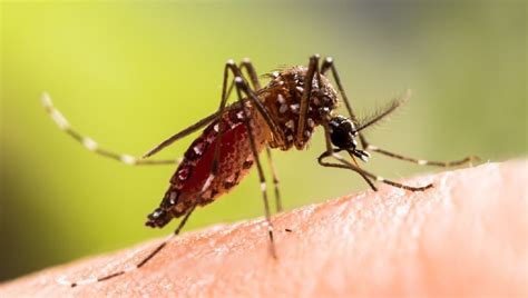 Dengue Symptoms Types Causes Treatment Prevention Healthshots