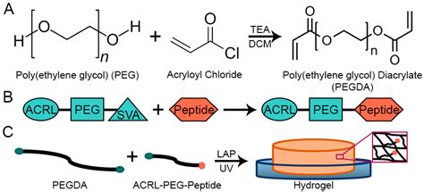Growth Factor Binding Peptides In Poly Ethylene Glycol Diacrylate
