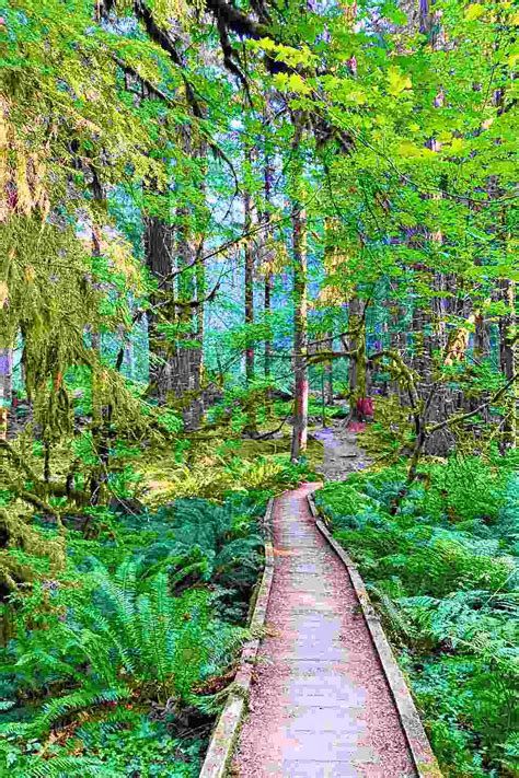 8 Best Sol Duc Hikes Olympic National Park