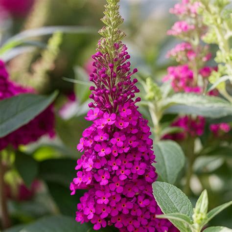 Butterfly Bush Buddleia Easy To Grow Bulbs