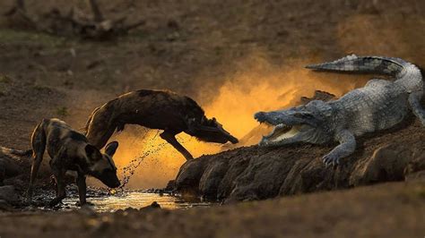 Crocodile Fights With Wild Dogs Who Is The Best Youtube